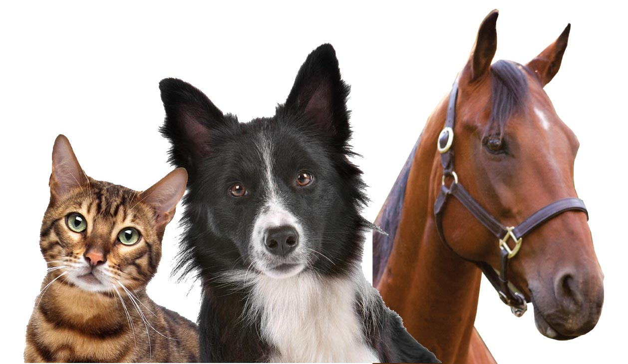 Jan 25 – Three Prayers for Three More-Than-Human Companions | Life Matters