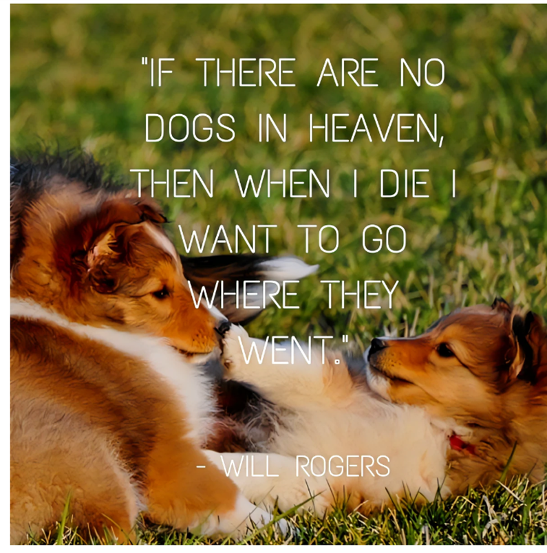 A Final Goodbye with Zorro | Life Matters