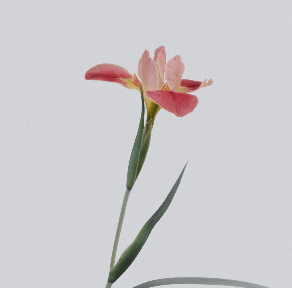 Peace as a Path: Five Exercises REPOST | Life Matters